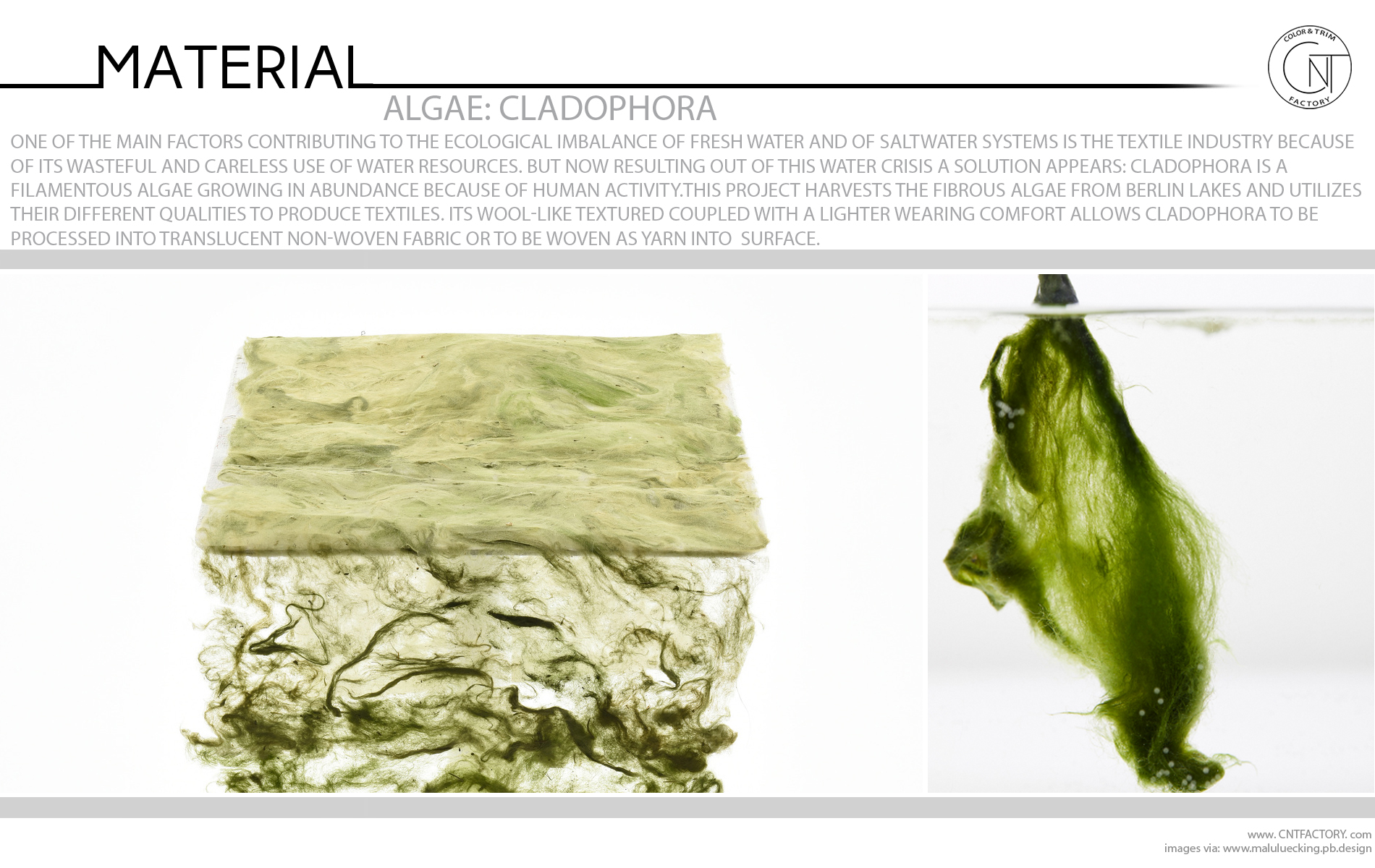 Algae Cladophora Automotive Design Color Trim Trends