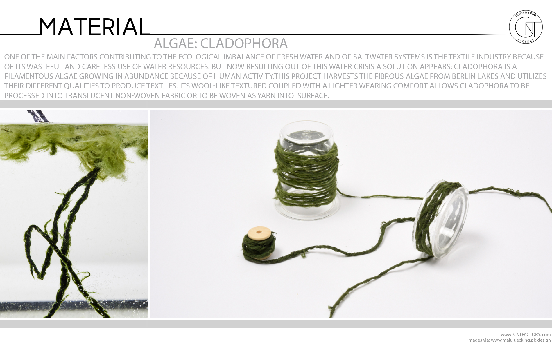 Algae Cladophora Automotive Design Color Trim Trends