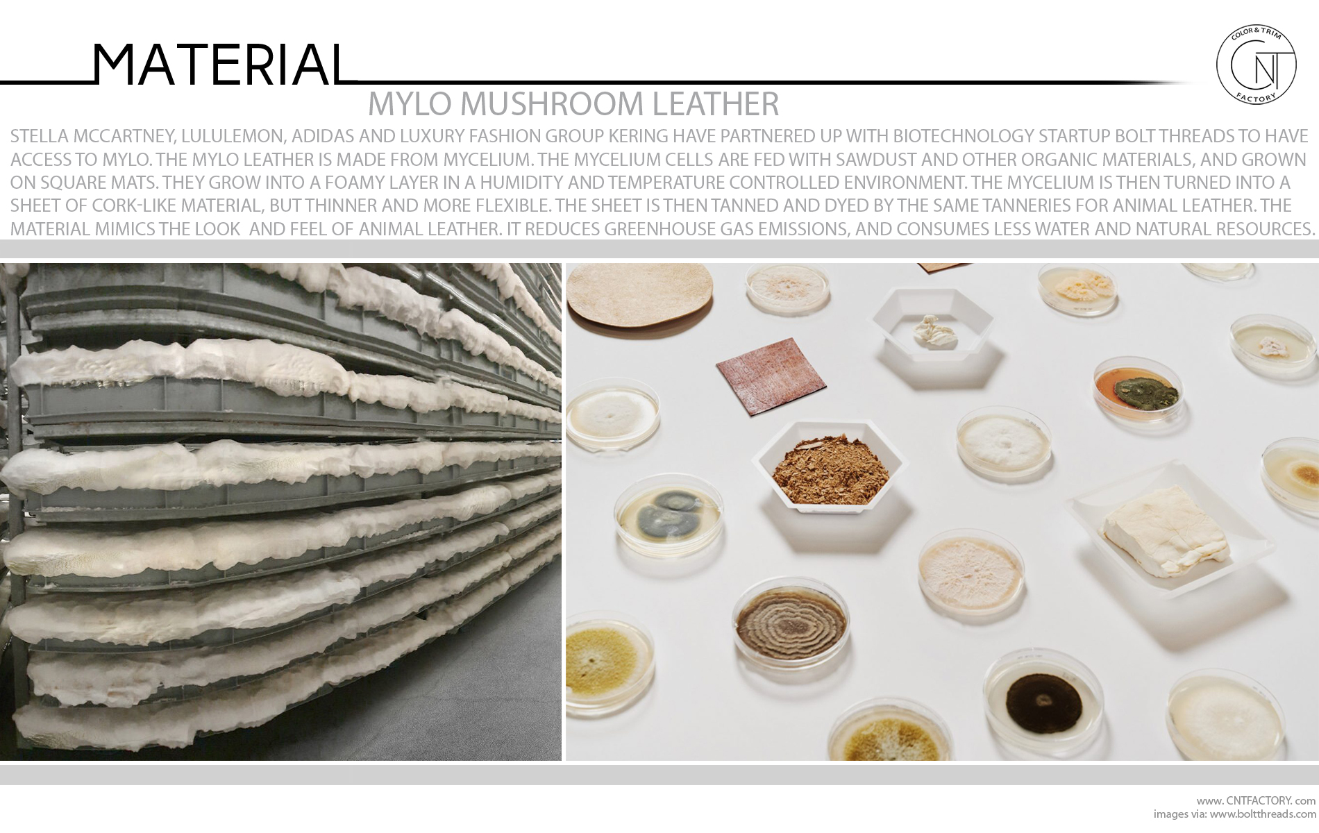 Mylo Mushroom Leather Automotive Color Materials Trim Trends